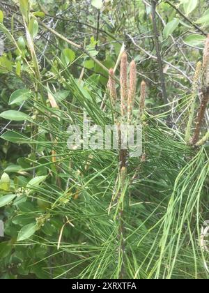 pond pine (Pinus serotina) Plantae Stock Photo - Alamy