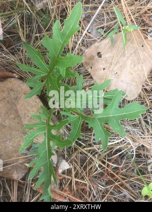 Kidney-leaf Rosinweed (Silphium compositum) Plantae Stock Photo - Alamy