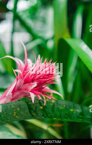 Pink Aechmea Fasciata From the Bromeliaceae Family In a Green Biotope ...