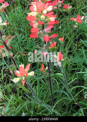 Texas Paintbrush (Castilleja indivisa) Plantae Stock Photo - Alamy