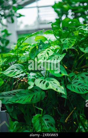Monstera (Monstera deliciosa) flowers in their natural habitat Stock ...
