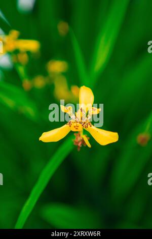 Iris wilsonii in flower Stock Photo - Alamy