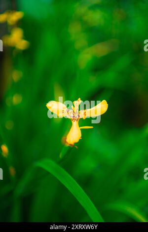 Yellow Apostle Plant Flower Known as Walking Iris Trimezia Plant in a ...