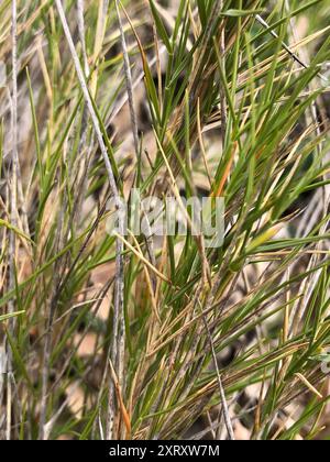 Mediterranean False-brome (Brachypodium retusum) Plantae Stock Photo ...