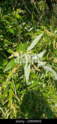 red willow (Salix laevigata) Plantae Stock Photo - Alamy