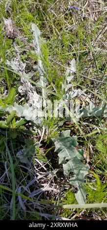 wavyleaf thistle (Cirsium undulatum) Plantae Stock Photo - Alamy