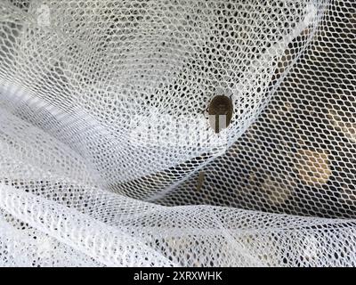 Elf Shoe Stink Bug (Menecles insertus) Insecta Stock Photo - Alamy