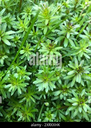 white bedstraw (Galium album) Plantae Stock Photo - Alamy