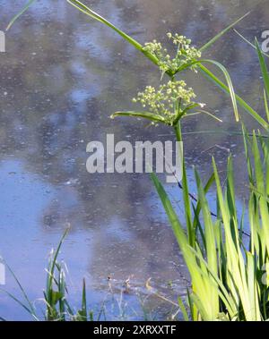 Green Flatsedge (Cyperus virens) Plantae Stock Photo - Alamy