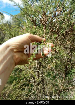 Tea Trees (Leptospermum) Plantae Stock Photo - Alamy
