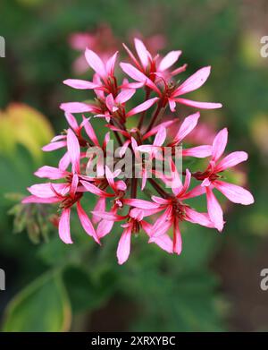 Pelargonium "Red Witch" or Geranium "Red Witch", Geraniaceae. Hybrid ...