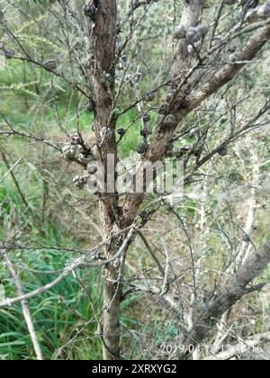 Tea Trees (Leptospermum) Plantae Stock Photo - Alamy