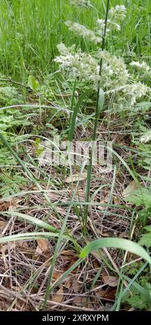 Texas bluegrass (Poa arachnifera) Plantae Stock Photo - Alamy