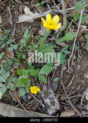 Early Buttercup (Ranunculus fascicularis), Plantae, Fayetteville, AR ...