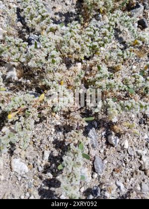 Frost Mat (Achyronychia cooperi), Plantae, Coronet Ave, Thermal, CA, US ...