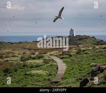 Bird colony, Isle of May, Firth of Forth, Scotland, UK Stock Photo - Alamy