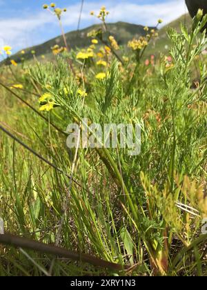alkali desertparsley (Lomatium caruifolium) Plantae Stock Photo - Alamy