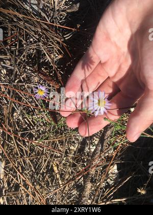 Scaleleaf Aster (Symphyotrichum adnatum) Plantae Stock Photo - Alamy