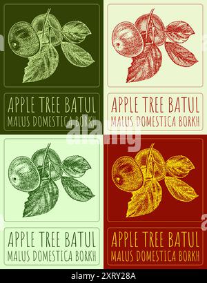 Vector drawing APPLE TREE BATUL. Hand drawn illustration. Latin name is ...
