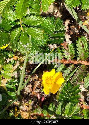 Pacific silverweed (Argentina pacifica) Plantae Stock Photo - Alamy