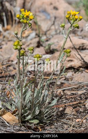 New Mexico groundsel (Packera neomexicana) Plantae Stock Photo - Alamy
