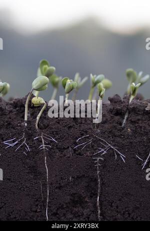 Young soybean plants with roots in the soil Stock Photo - Alamy