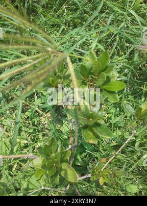 Purple nutsedge (Cyperus rotundus) Plantae Stock Photo - Alamy