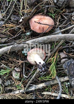 spring funnel (Bonomyces sinopicus) Fungi Stock Photo - Alamy