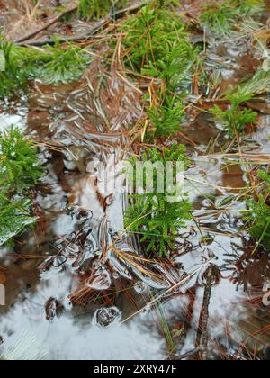 Hickey's tree-clubmoss (Dendrolycopodium hickeyi Stock Photo - Alamy