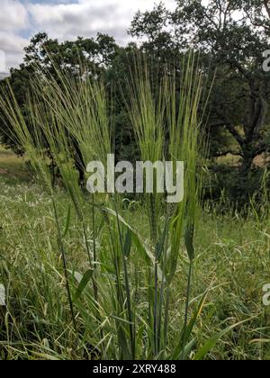 Common Barley (Hordeum vulgare) Plantae Stock Photo - Alamy