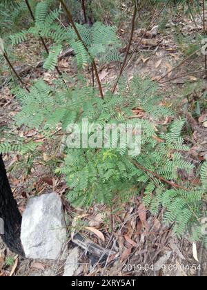 Sunshine Wattle (Acacia terminalis) Plantae Stock Photo - Alamy