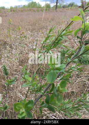 Rusty Willow (Salix atrocinerea) Plantae Stock Photo - Alamy