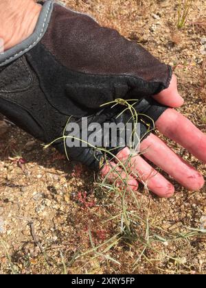 Utah vine milkweed (Funastrum utahense) Plantae Stock Photo - Alamy