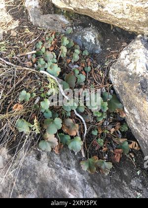 pink alumroot (Heuchera rubescens) Plantae Stock Photo - Alamy