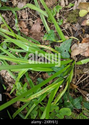 Bluebell rust (Uromyces hyacinthi) Fungi Stock Photo - Alamy