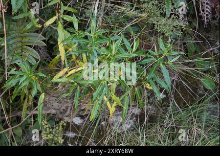 koromiko (Veronica salicifolia) Plantae Stock Photo - Alamy