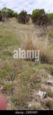 Lindheimer muhly (Muhlenbergia lindheimeri) Plantae Stock Photo - Alamy
