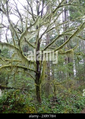 Pacific yew (Taxus brevifolia) Plantae Stock Photo - Alamy