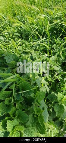 Black horehound (Ballota nigra) Plantae Stock Photo - Alamy