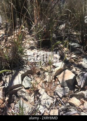 Sixweeks Fescue (Vulpia octoflora) Plantae Stock Photo - Alamy
