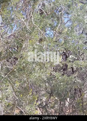 desert ironwood (Olneya tesota) Plantae Stock Photo - Alamy