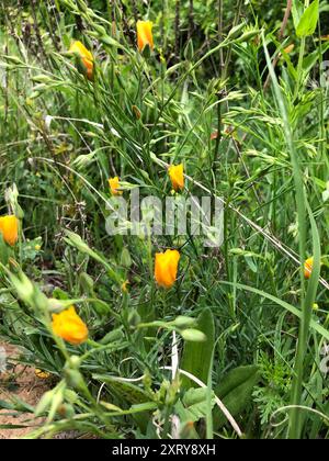 Yellow Flax (Linum rigidum) Plantae Stock Photo - Alamy