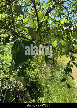 mustang grape (Vitis mustangensis) Plantae Stock Photo - Alamy