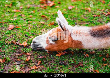 Alpaca with Long Neck Rests Its Head on the Ground Soil Stock Photo - Alamy