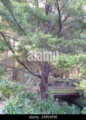(Podocarpus totara totara) Plantae Stock Photo - Alamy