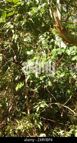 Common Aeroplane (Phaedyma shepherdi) Insecta Stock Photo - Alamy