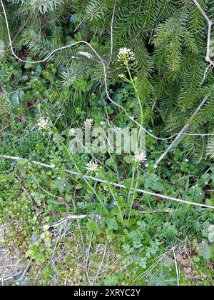garlic penny-cress (Mummenhoffia alliacea) Plantae Stock Photo - Alamy