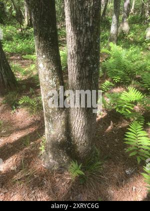 Swamp tupelo (Nyssa biflora) Plantae Stock Photo - Alamy