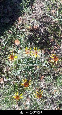 Nerve-ray (Tetragonotheca texana Stock Photo - Alamy