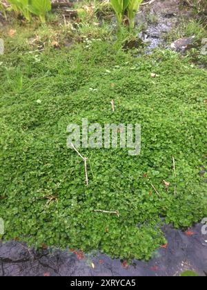 American golden saxifrage (Chrysosplenium americanum) Plantae Stock ...